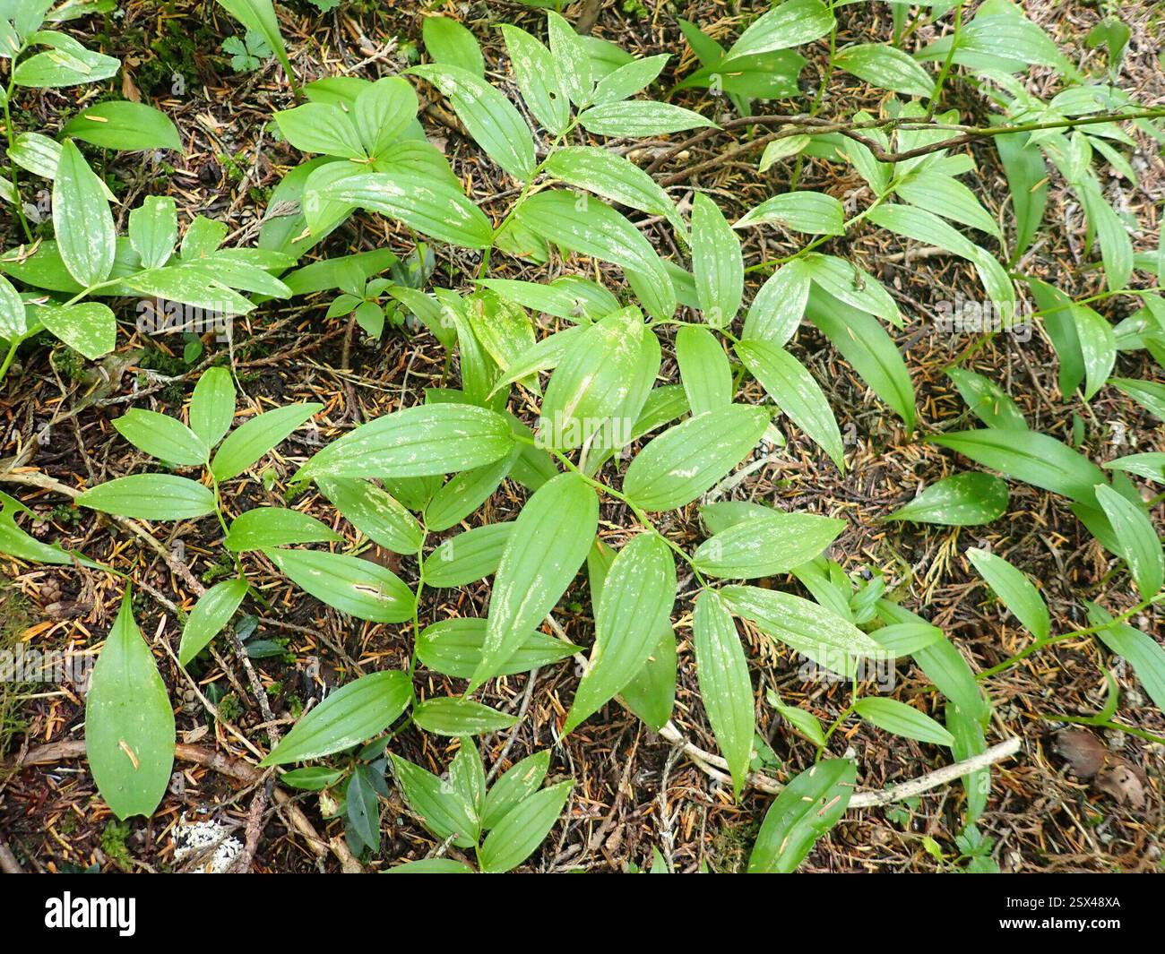 twisted-stalks (Streptopus), Plantae, West Vancouver, BC, Canada Stock ...
