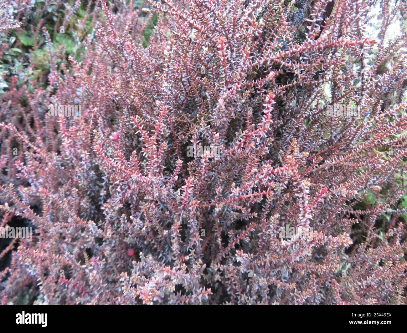 pygmy pine (Lepidothamnus laxifolius), Plantae, Taupo District, Waikato ...