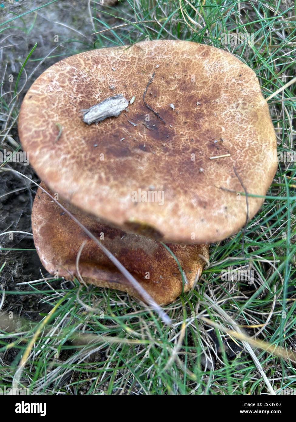 Chestnut Bolete (Gyroporus castaneus), Fungi, Fairlawn Country Club ...