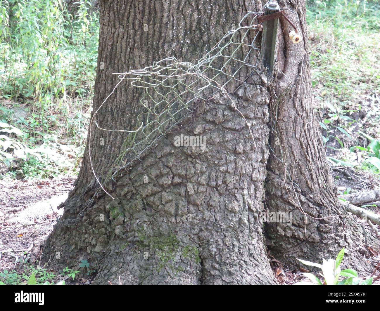 American sweetgum (Liquidambar styraciflua), Plantae, Windsor Forest ...