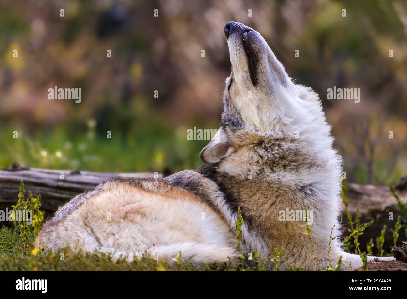 Gray Wolf stretching in a Lush Forest Ambience During Daylight Stock ...