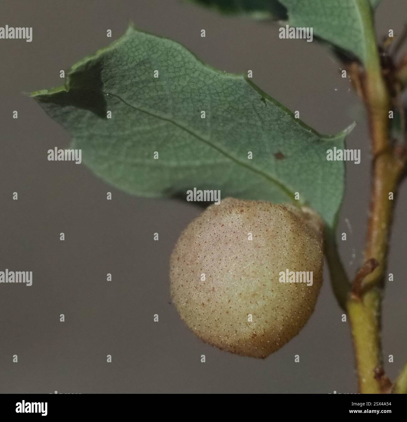 Pear Gall Wasp (Cynips maculosus), Insecta, Forest Ranch, CA 95942, USA ...