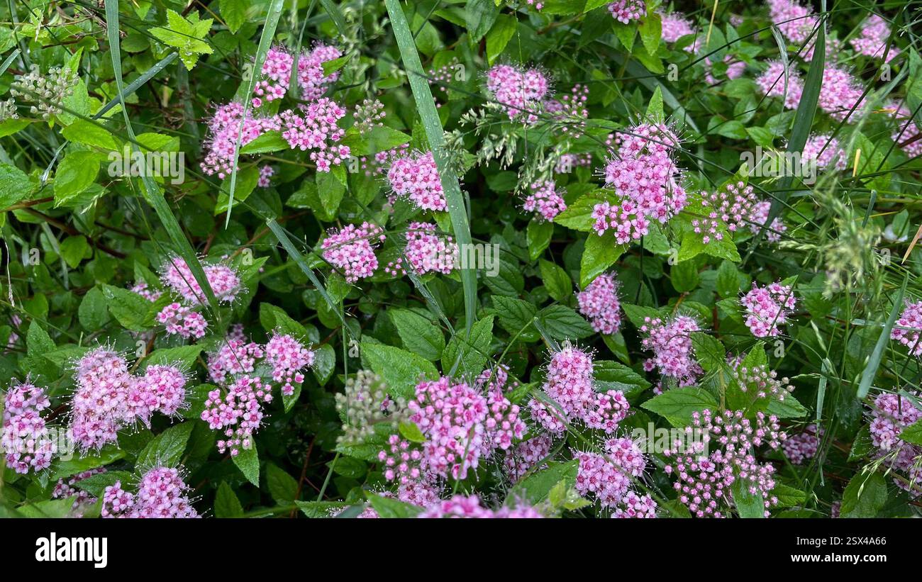 Japanese Spirea (Spiraea japonica), Plantae, Moss Crt, Halifax, NS, CA ...