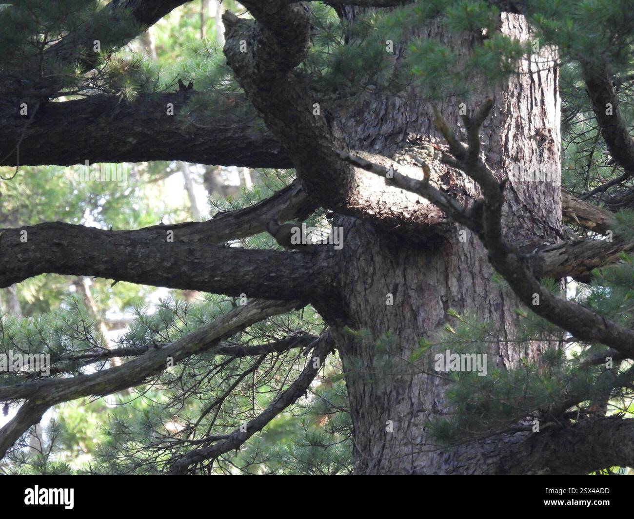 Japanese woodpecker picus awokera hi-res stock photography and images ...