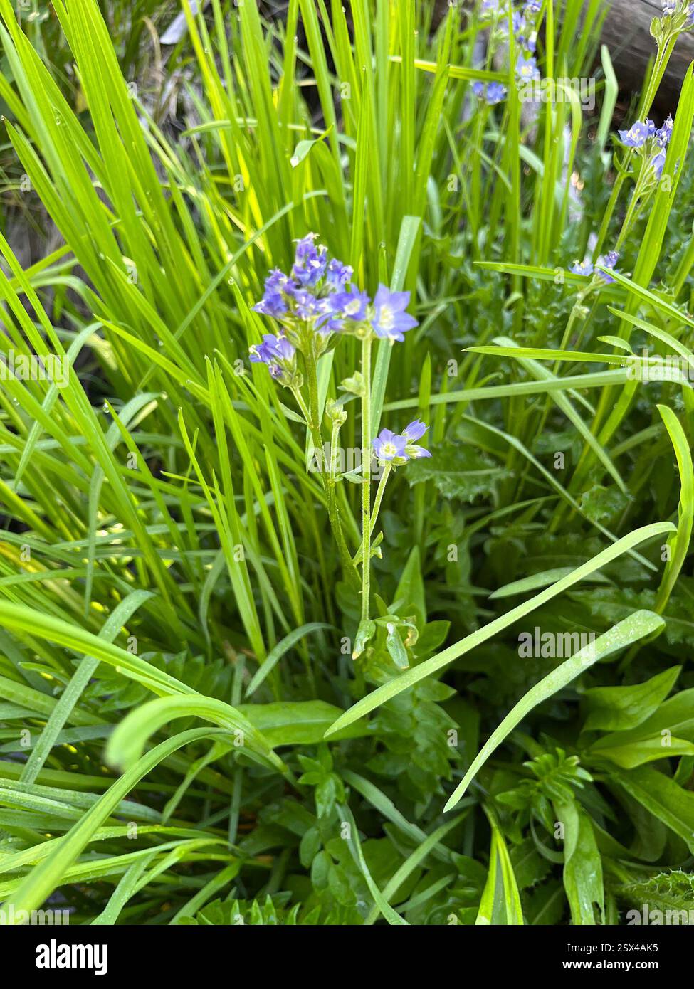 western Jacob's ladder (Polemonium occidentale), Plantae, Twin Falls ...