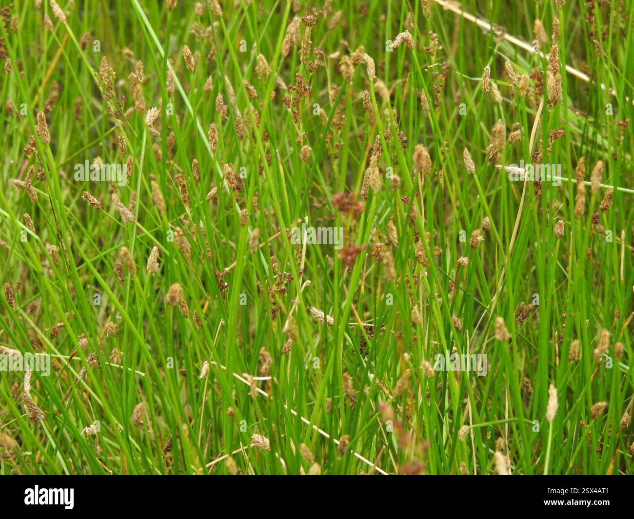 common spikerush (Eleocharis palustris), Plantae, 68519 Viernheim ...