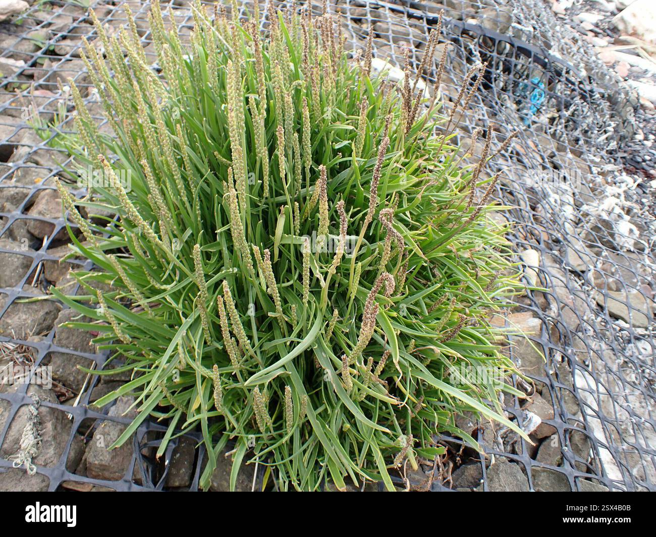 Sea Plantain (Plantago maritima), Plantae, Prestonpans, UK Stock Photo ...