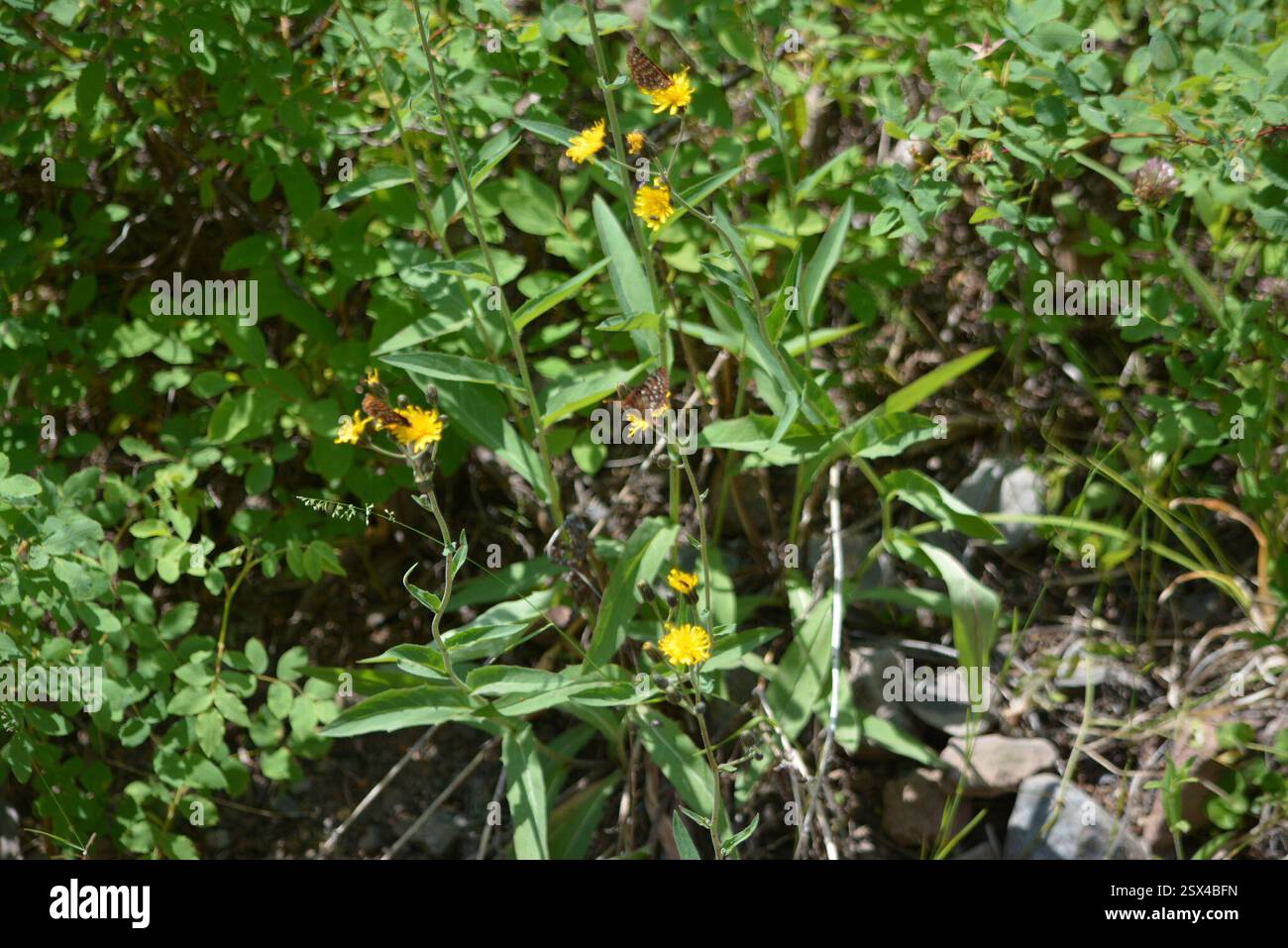 Canada hawkweed (Hieracium umbellatum), Plantae, Okanagan-Similkameen ...