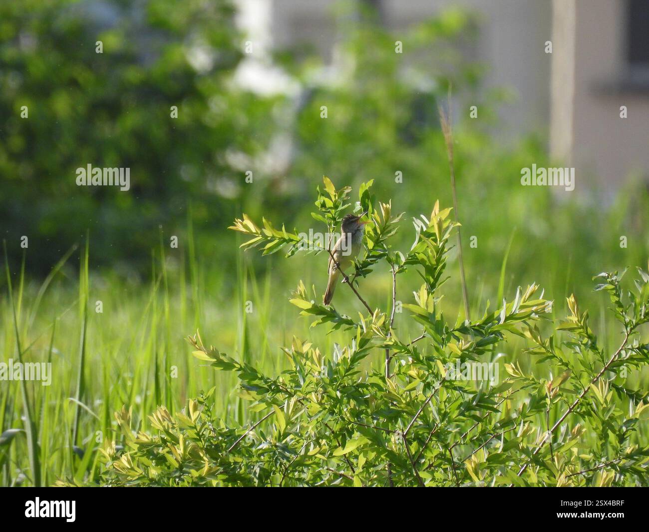 Oriental Reed Warbler (Acrocephalus orientalis), Aves, Japan Stock ...