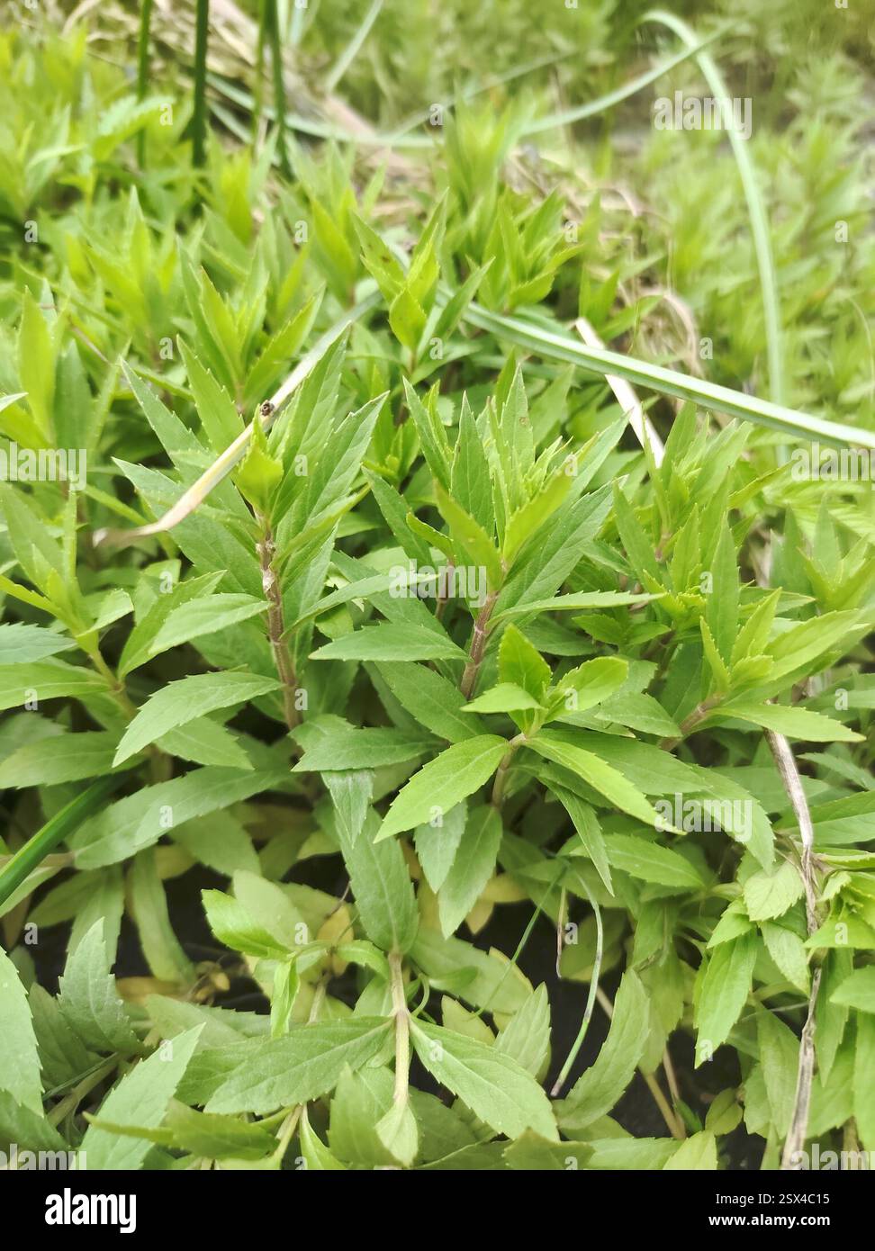 Rough Bugleweed (Lycopus asper), Plantae, Deschambault, QC G0A 1S0 ...