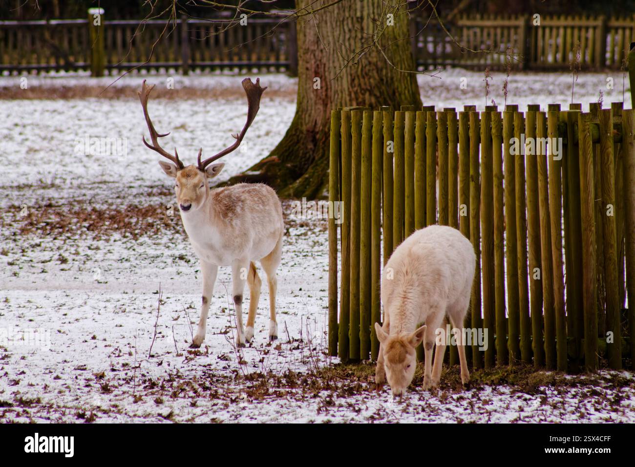 A snowy landscape featuring two deer, one with antlers and the other ...