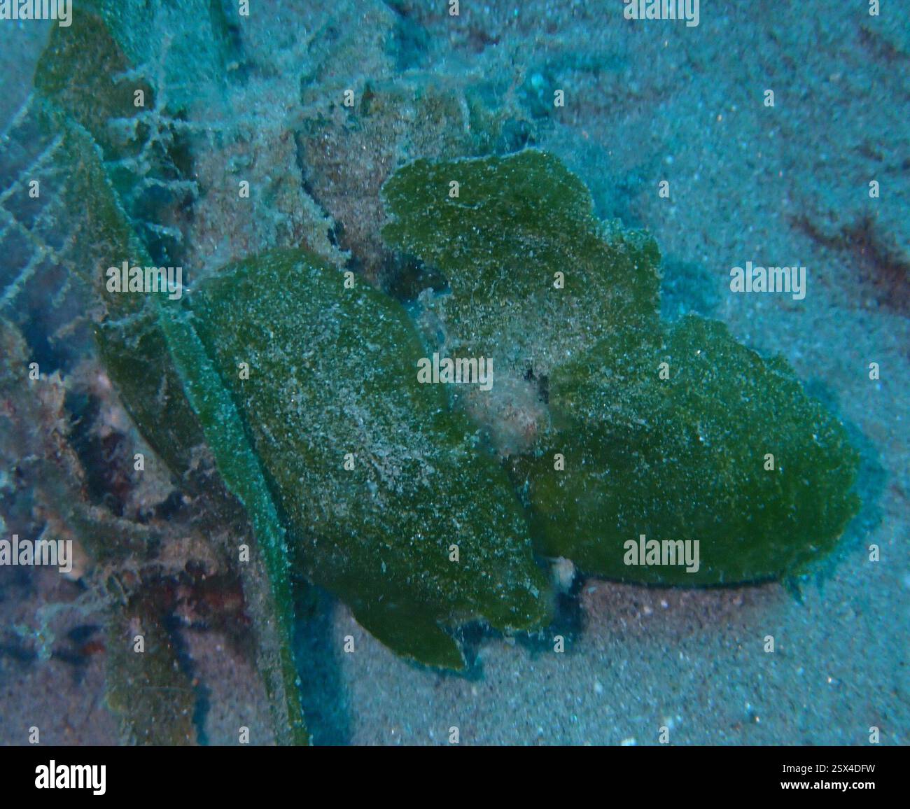 Udoteaceae hi-res stock photography and images - Alamy