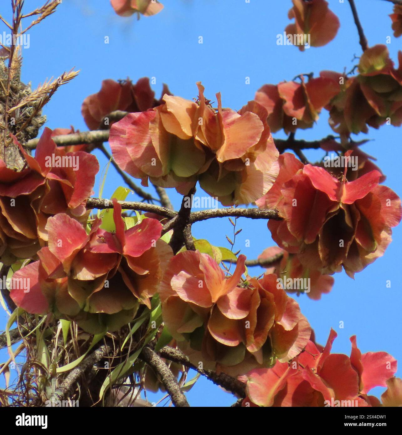 canoe tree (Cavanillesia platanifolia), Plantae, Pinogana, PA-DR, PA ...