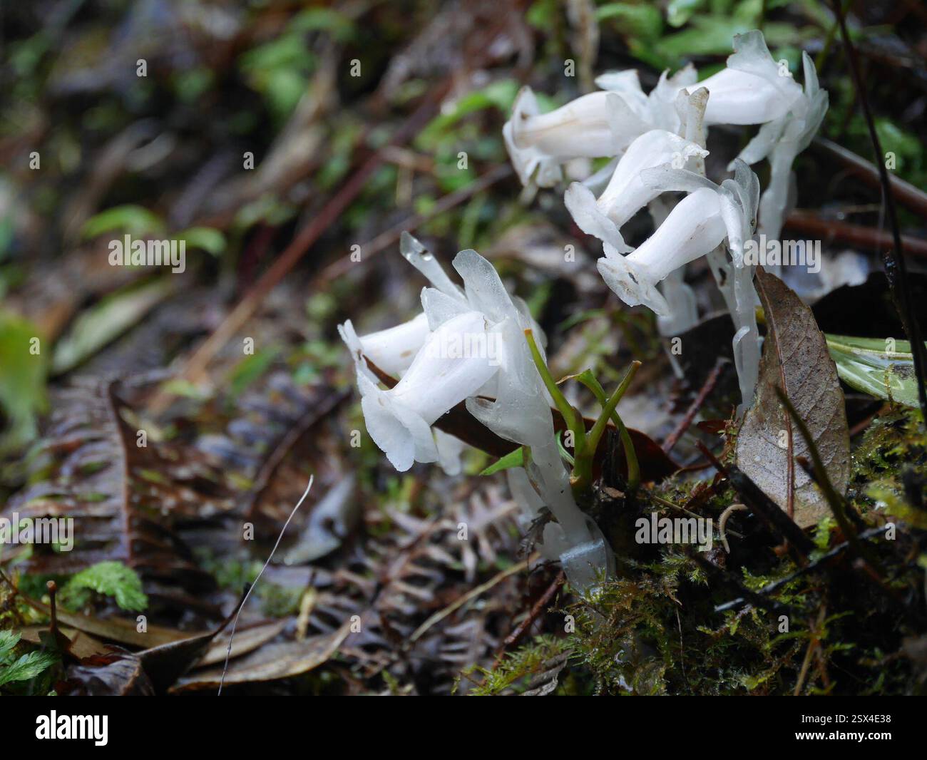 Convulsion Root (Monotropastrum humile), Plantae, 972, Taiwan, Hualien ...