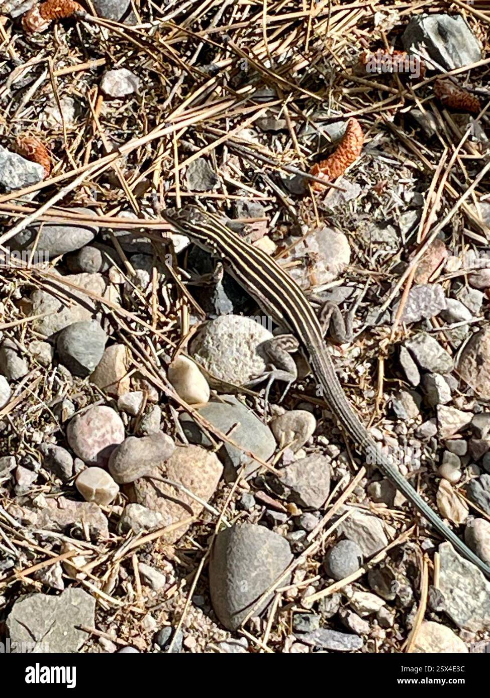 Plateau Striped Whiptail (Aspidoscelis velox), Reptilia, Bandelier ...