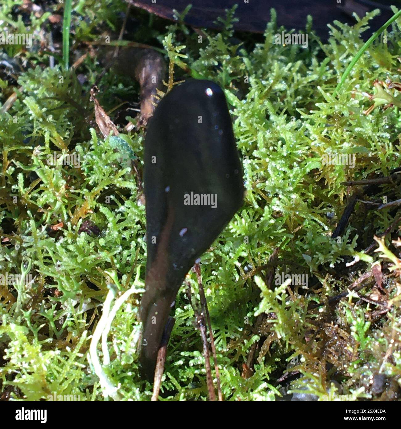 Earth Tongues (Geoglossum), Fungi, Victoria, AU Stock Photo - Alamy