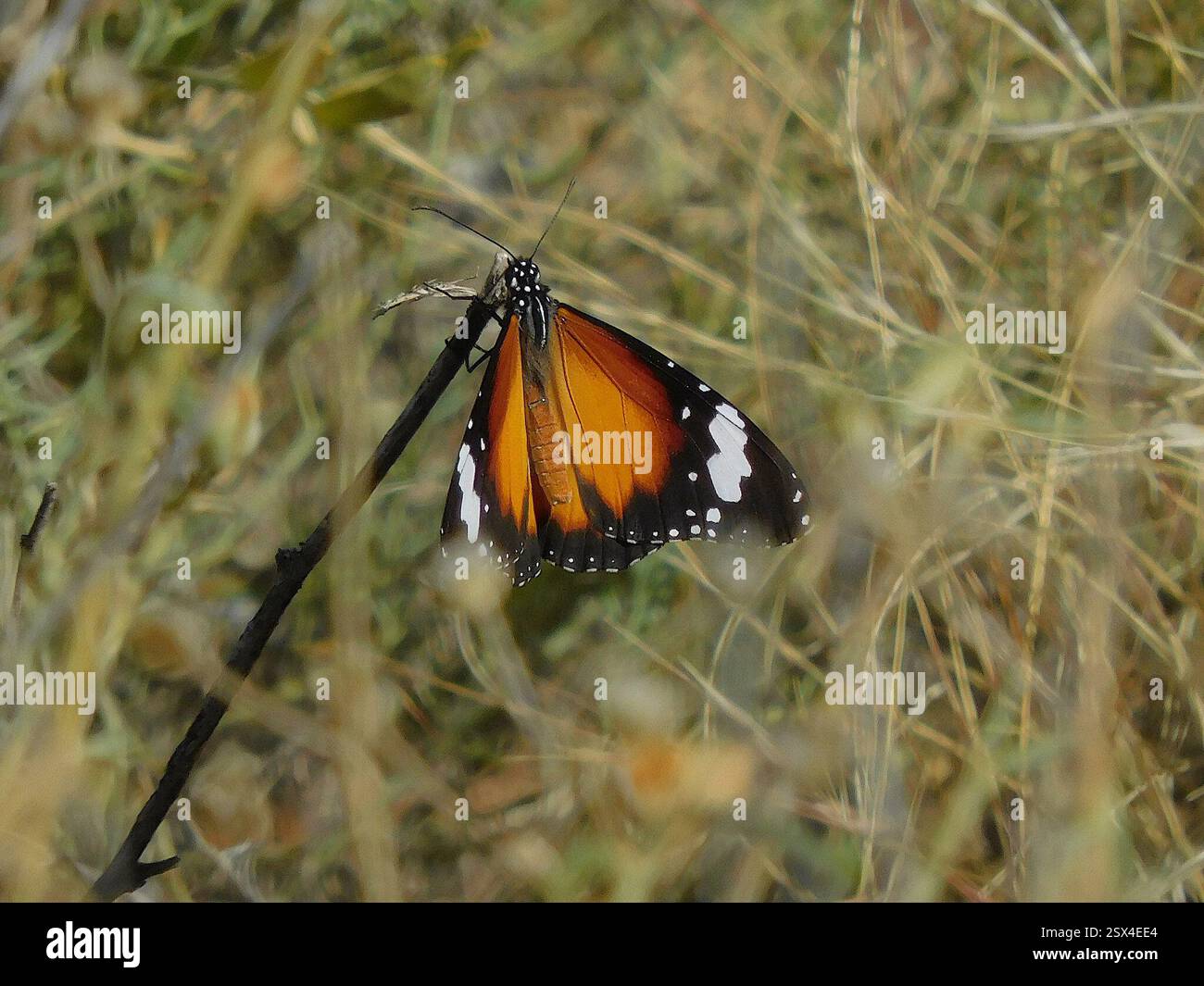 Lesser Wanderer (Danaus petilia), Insecta, Alice Springs NT, Australia ...