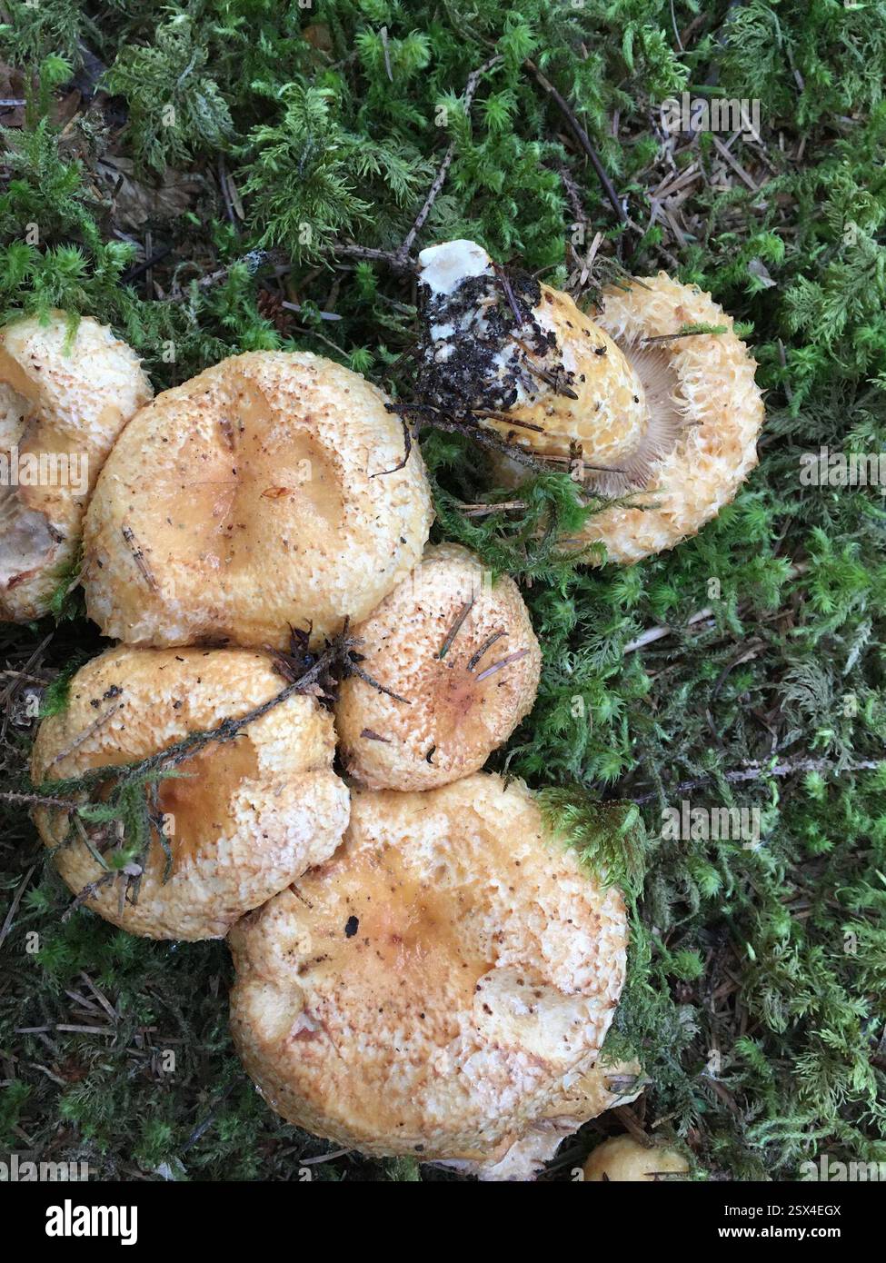 Purple-staining Bearded Milk Cap (Lactarius repraesentaneus), Fungi ...