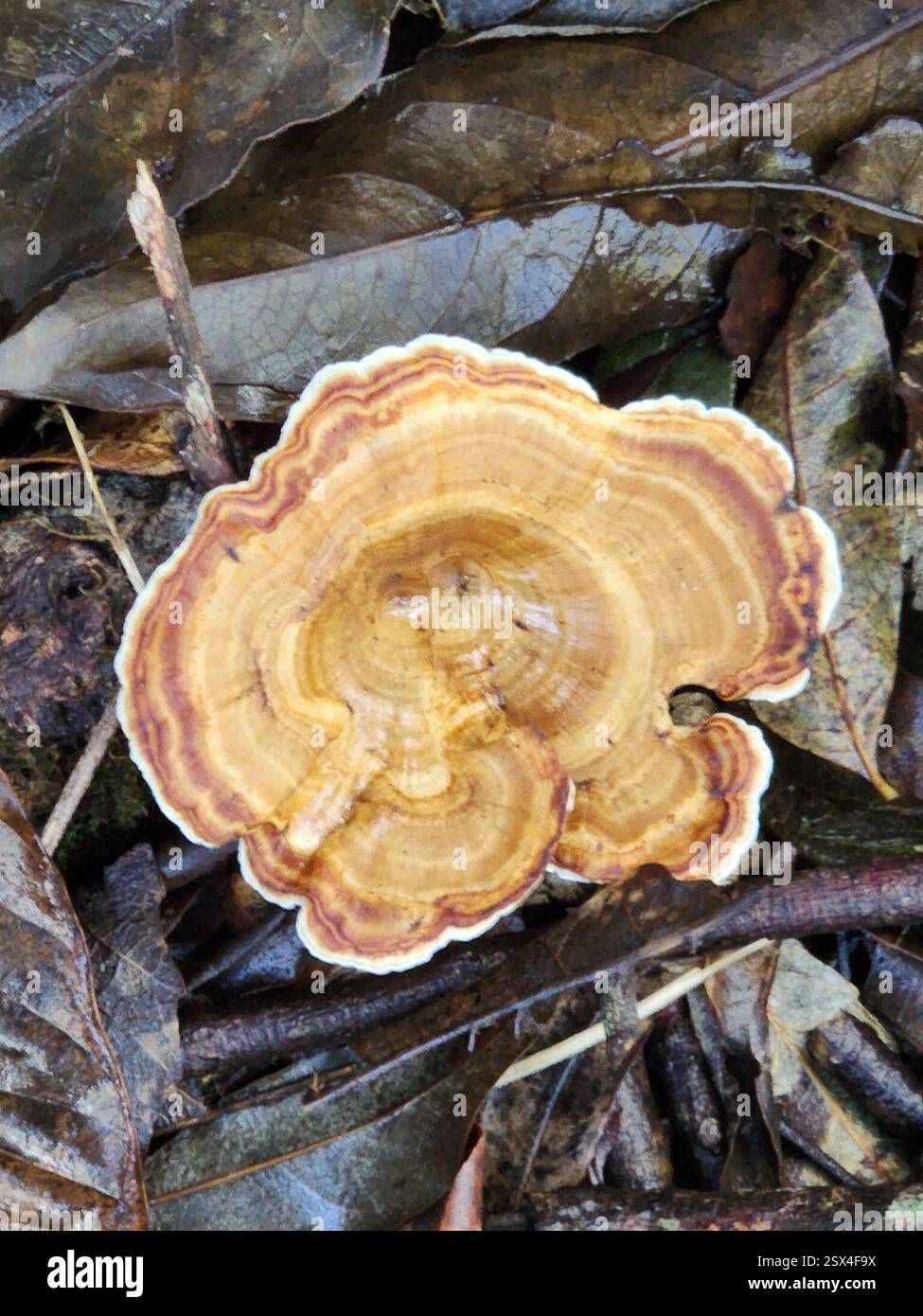yellow stemmed micropore (Microporus xanthopus), Fungi, Bald Knob QLD ...