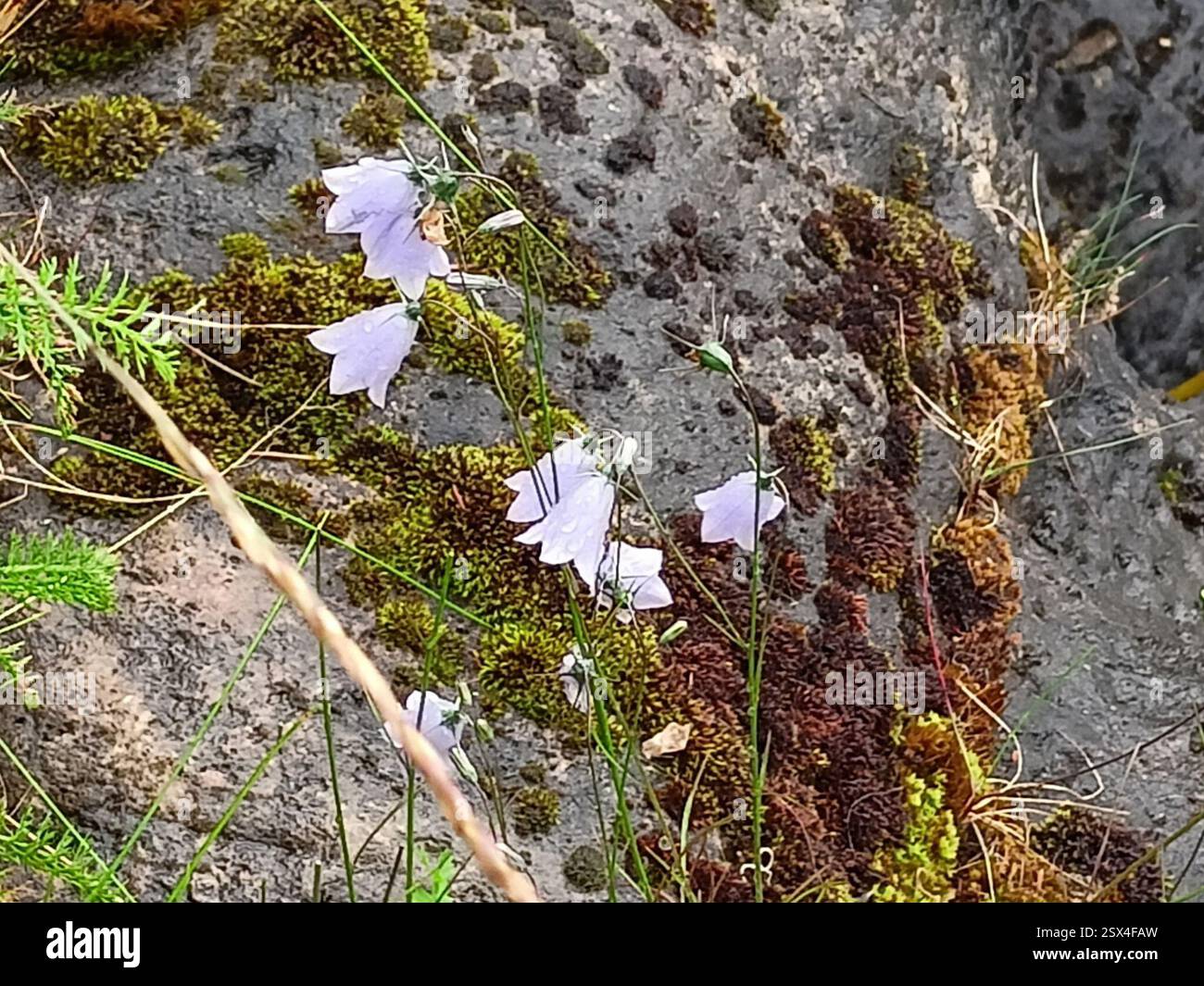 Common Harebell (Campanula rotundifolia), Plantae, Респ. Карелия ...