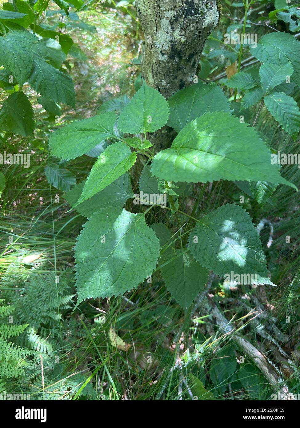 Appalachian White Snakeroot (Ageratina roanensis), Plantae, Pisgah ...