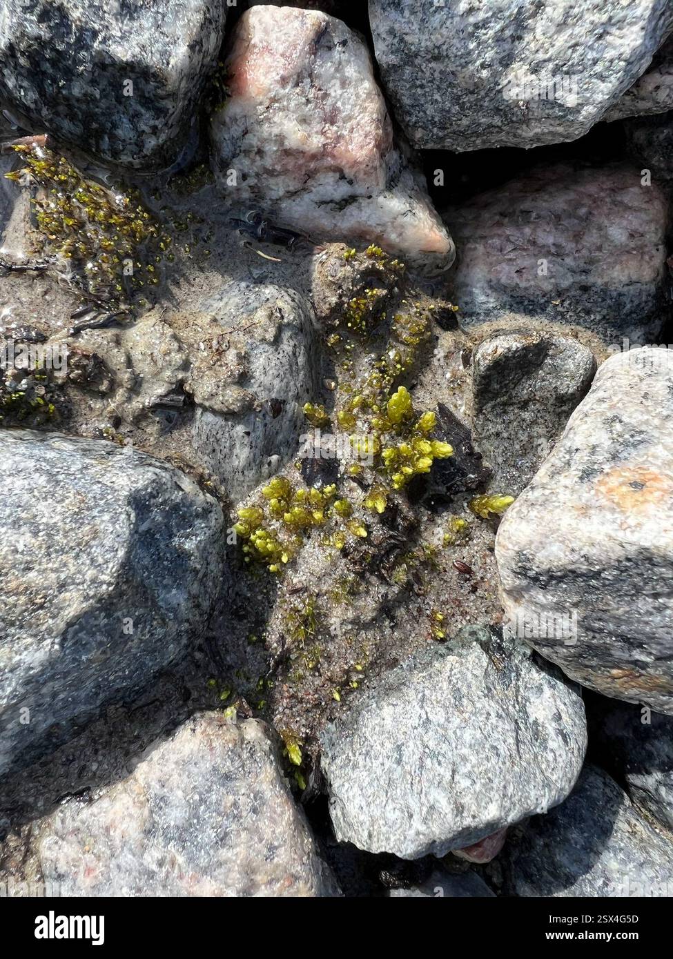Turgid Aulacomnium Moss (Aulacomnium turgidum), Plantae, Qaasuitsup, GL ...
