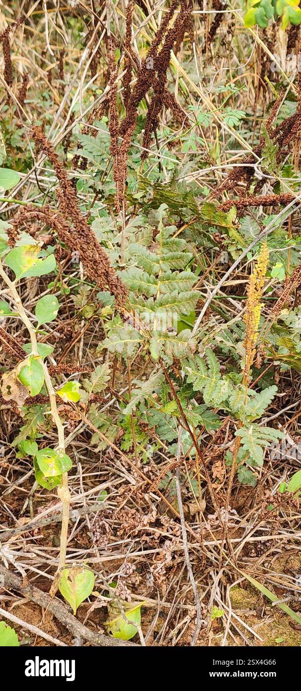 (Anemiaceae), Plantae, Pozo Colorado, PY-PH, PY Stock Photo - Alamy