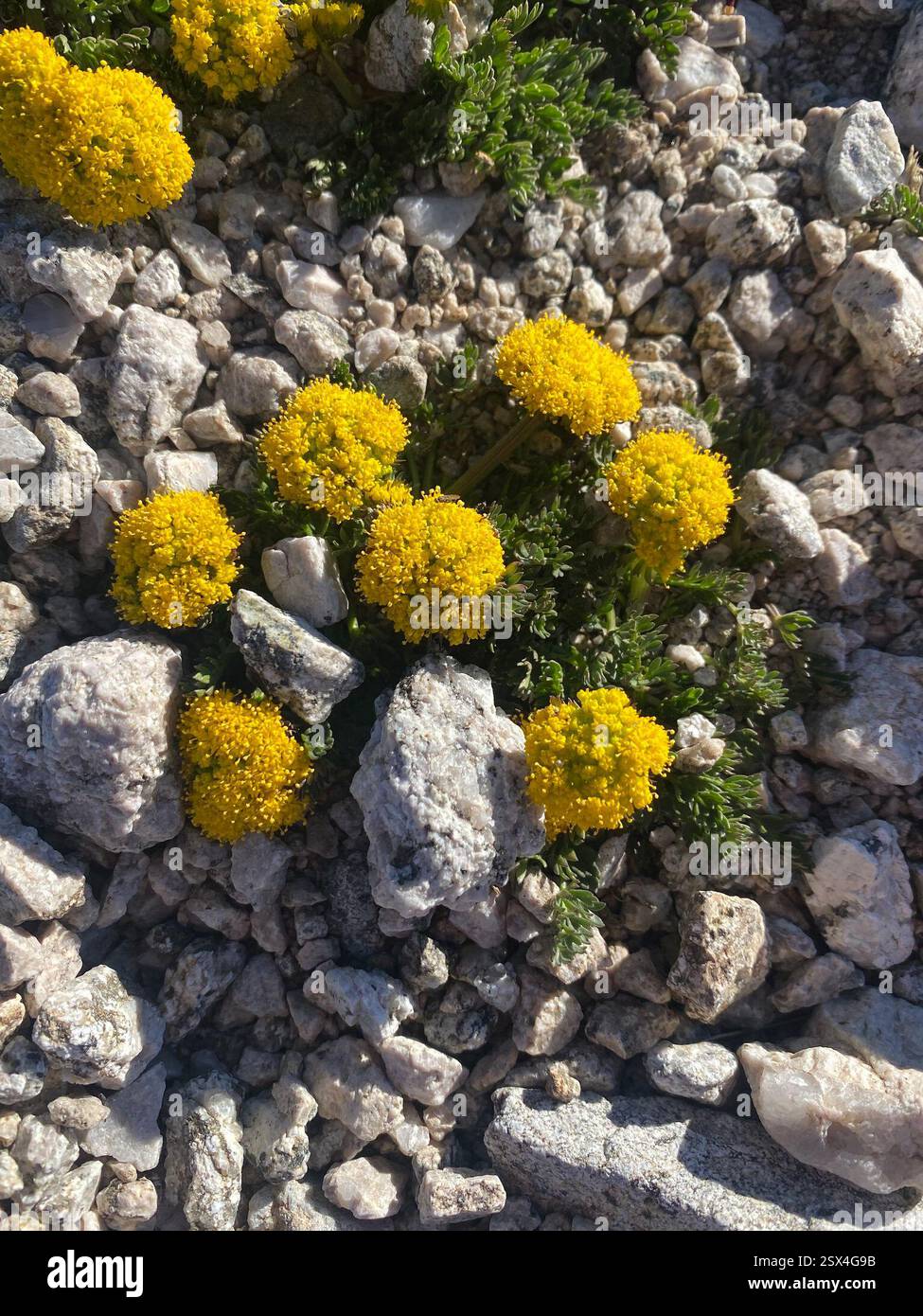 Springparsleys (Cymopterus), Plantae, Pike and San Isabel National ...
