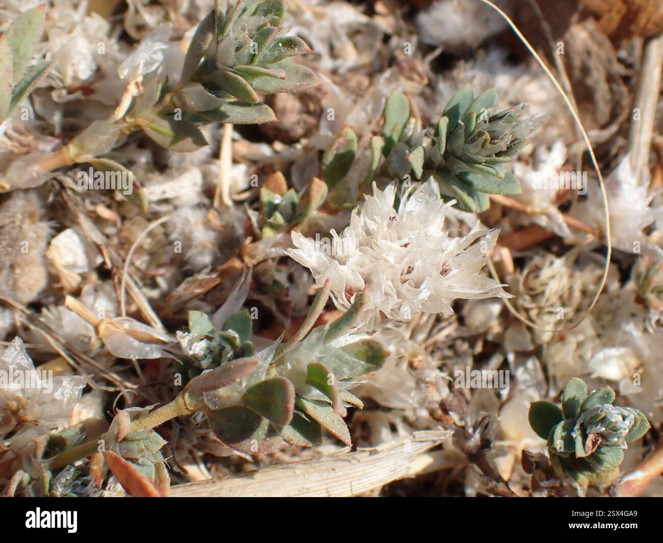 Algerian Tea (Paronychia argentea), Plantae, Leucate, France Stock ...