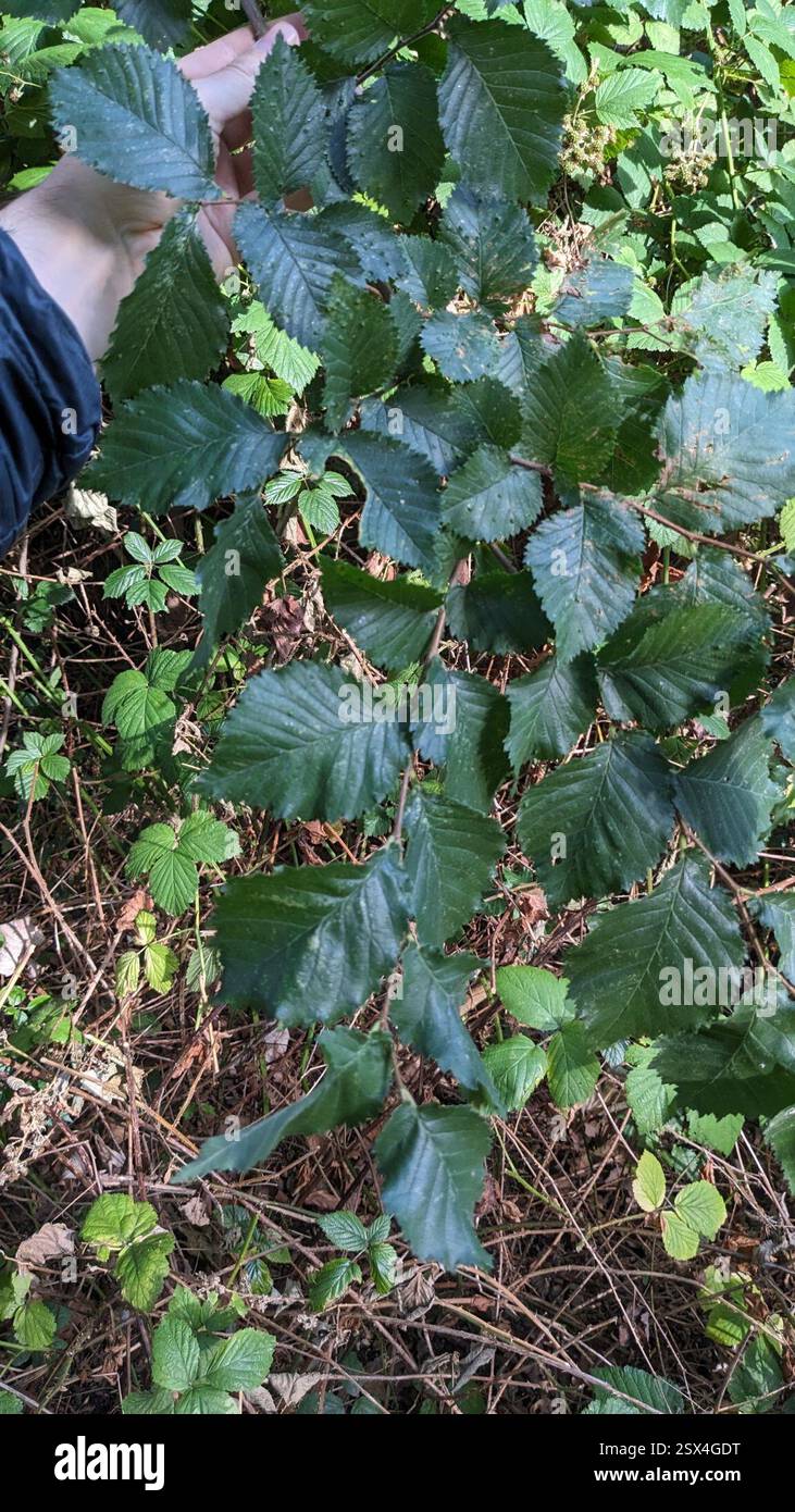 Elm Leaf Gall Mite (Aceria campestricola), Arachnida, Leytonstone ...