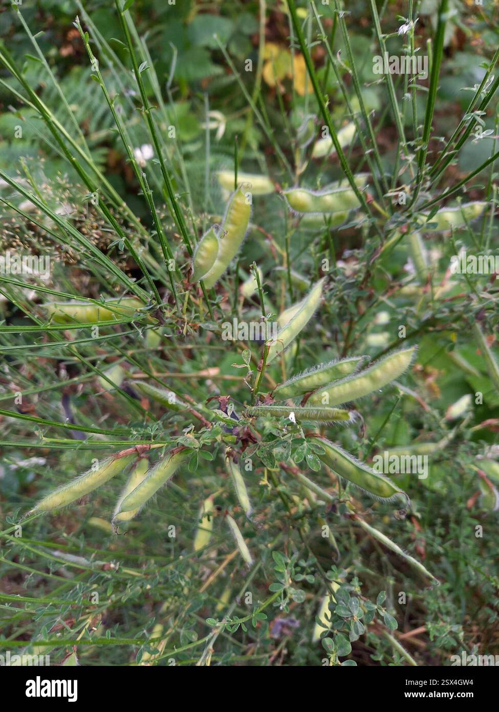Scotch Broom (Cytisus scoparius), Plantae, Chicksands, Shefford SG17 ...