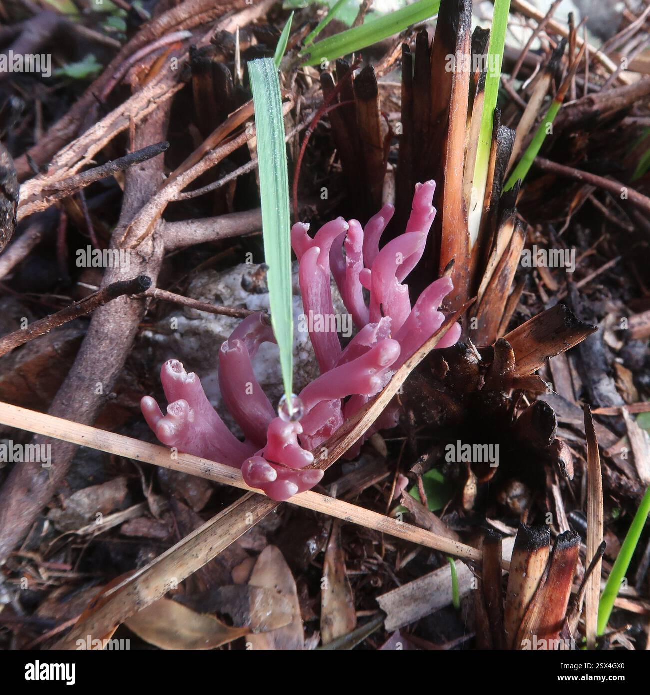 violet coral fungus (Clavaria zollingeri), Fungi, Lilydale TAS 7268 ...