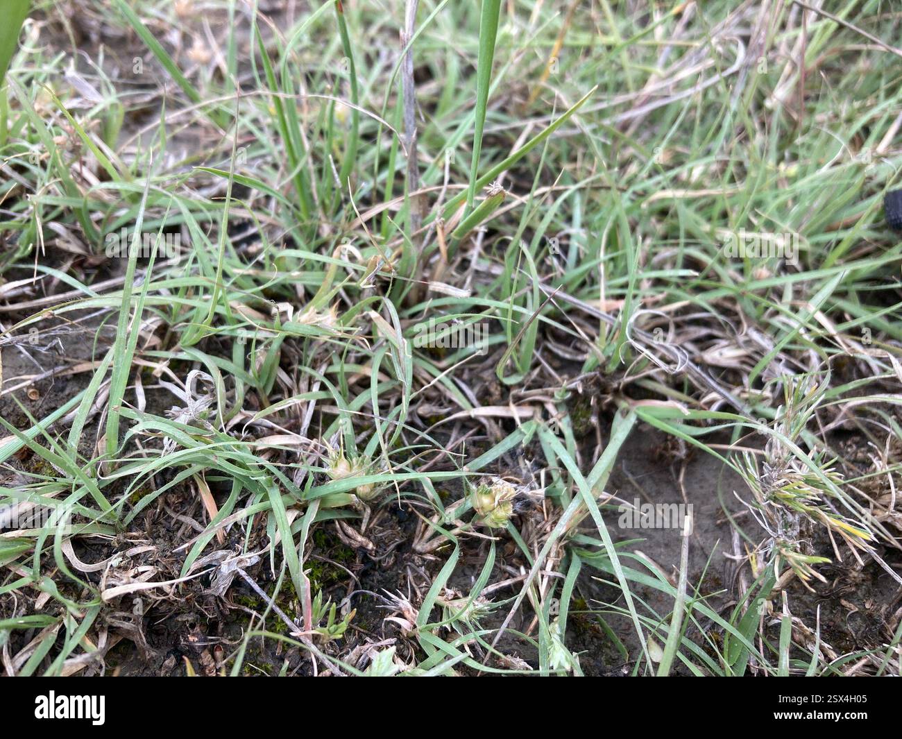 buffalograss (Bouteloua dactyloides), Plantae, Hammond, MT, US Stock ...
