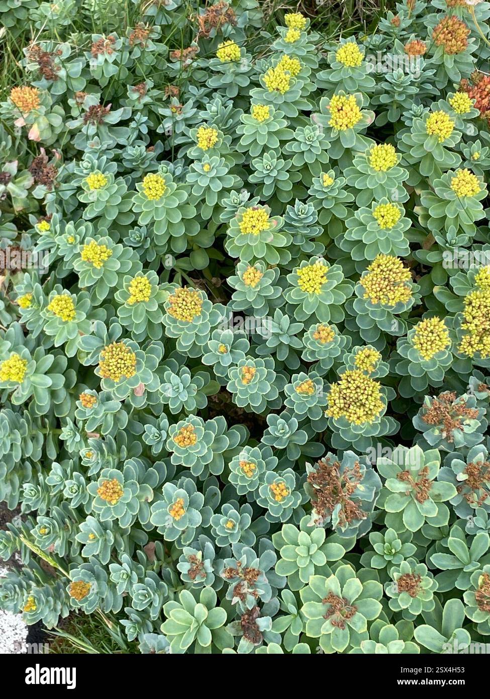 Roseroot (Rhodiola rosea), Plantae, Handa Island, Lairg, Scotland, GB ...