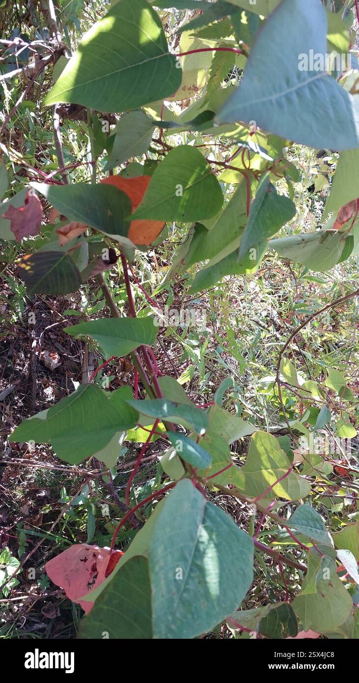 Bleeding Heart (Homalanthus populifolius), Plantae, Tarome QLD 4309 ...
