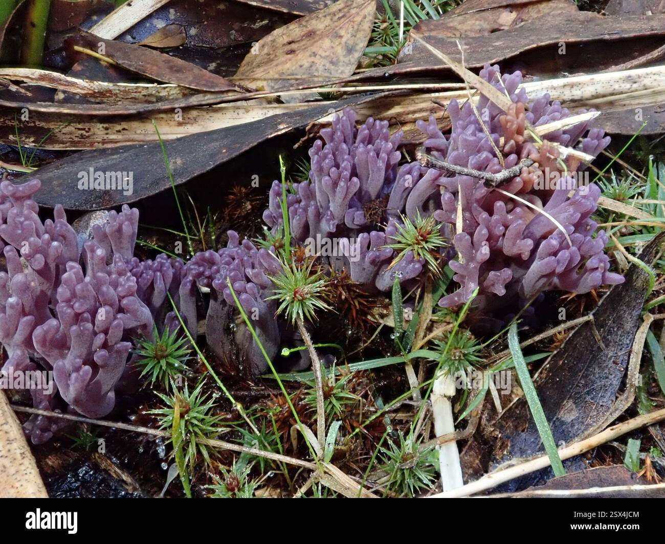 violet coral fungus (Clavaria zollingeri), Fungi, Lilydale TAS 7268 ...