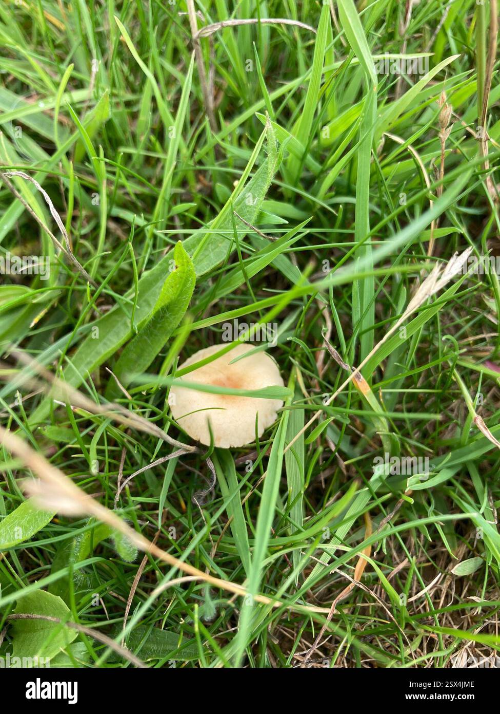 fairy ring marasmius (Marasmius oreades), Fungi, Ham Hill Country Park ...