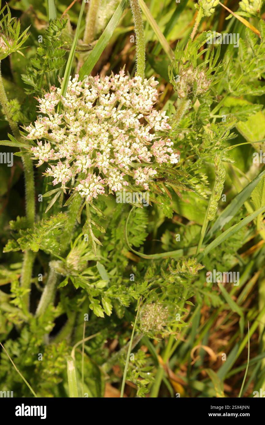Sea Carrot (Daucus carota gummifer), Plantae, Cemlyn Bay, Cemlyn ...
