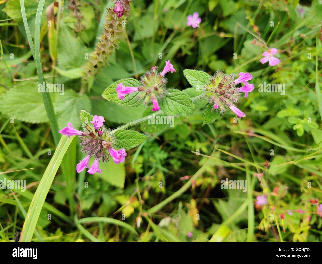 Wild Basil (Clinopodium vulgare), Plantae, Wotton-under-Edge GL12 7PT ...