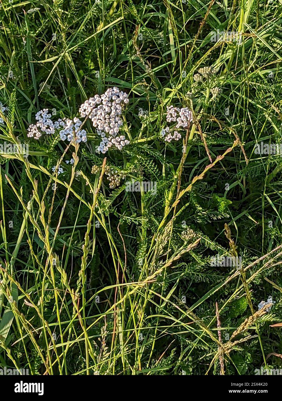 common yarrow (Achillea millefolium), Plantae, Stratford, London, UK ...