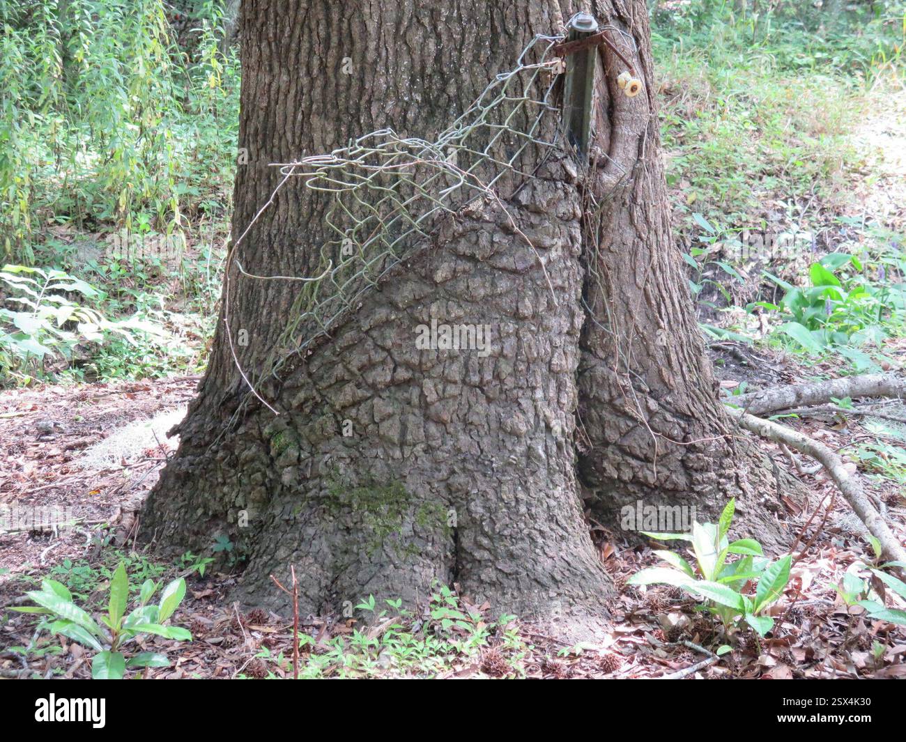 American sweetgum (Liquidambar styraciflua), Plantae, Windsor Forest ...