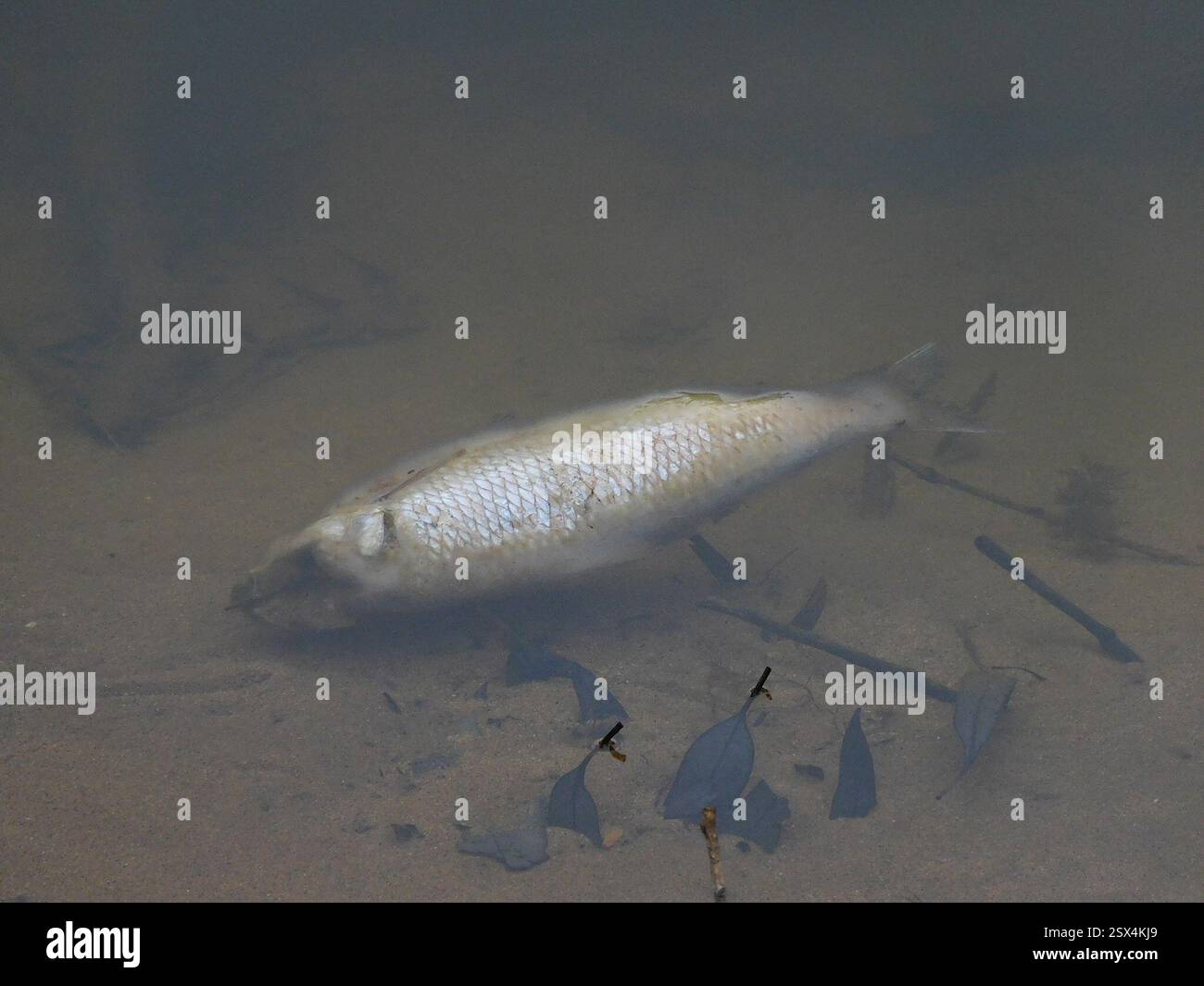 Bony Bream (Nematalosa erebi), Actinopterygii, Ormiston Gorge, Mount ...