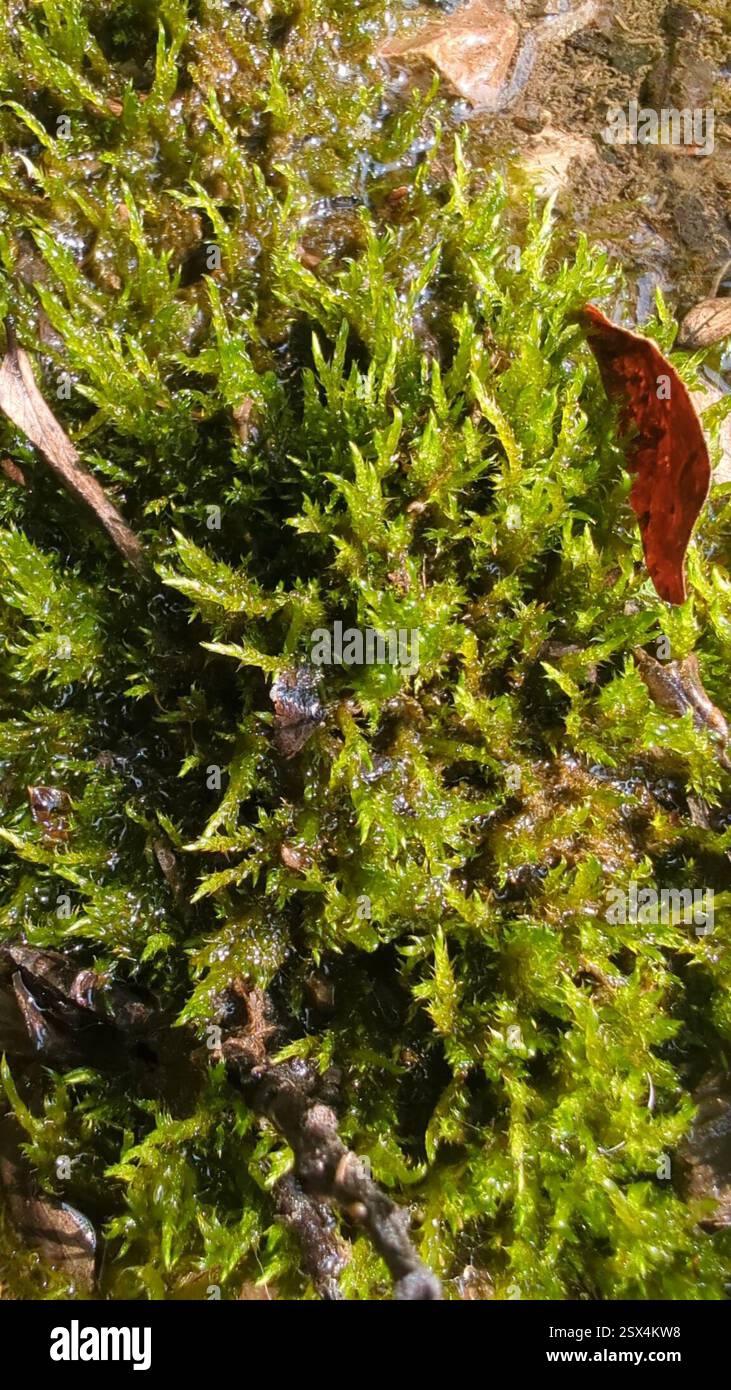 mosses (Bryophyta), Plantae, Cadomin, AB T0E 0E0, Canada Stock Photo ...