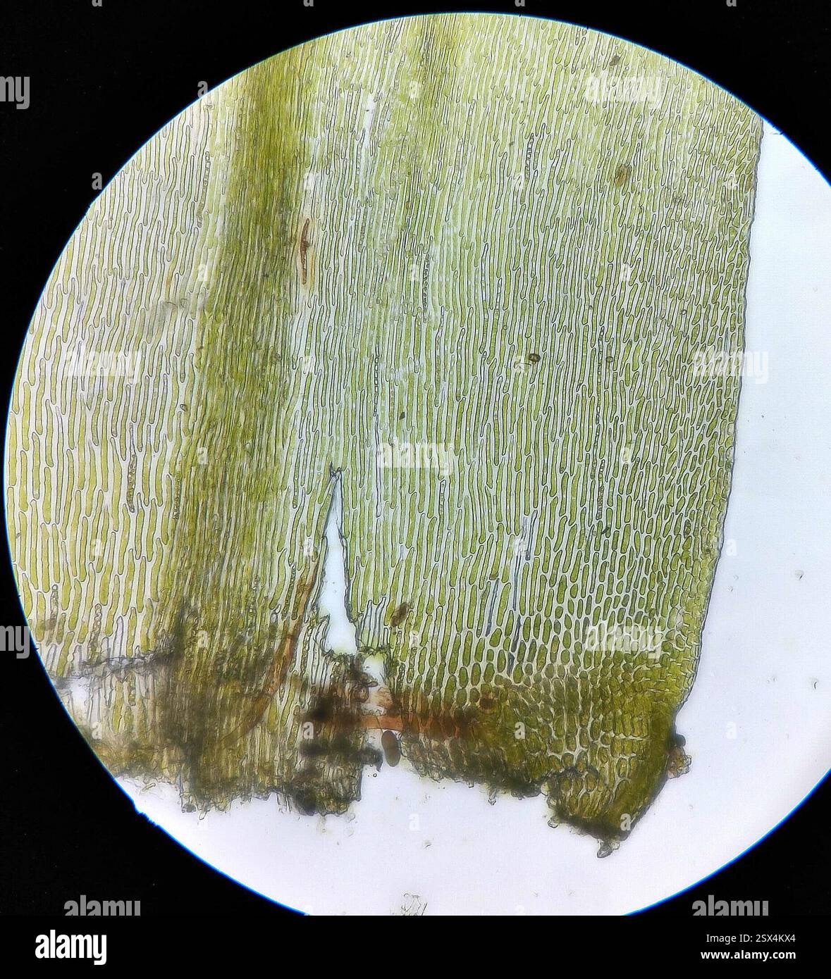 Larger Mouse-tail Moss (Isothecium alopecuroides), Plantae, Lugo, Spain, On granite, 360m alt ...