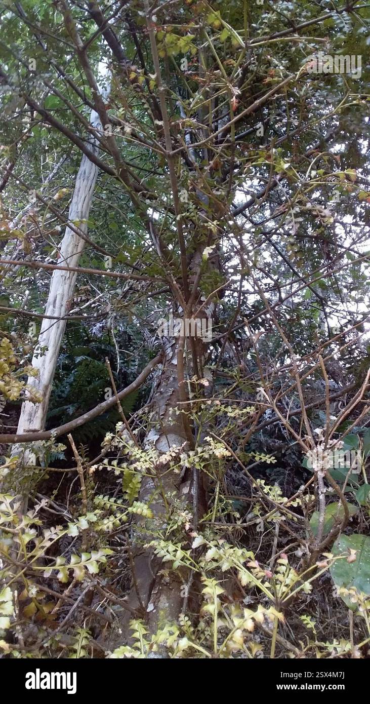 celery pine (Phyllocladus trichomanoides), Plantae, Maitai, Nelson, New ...