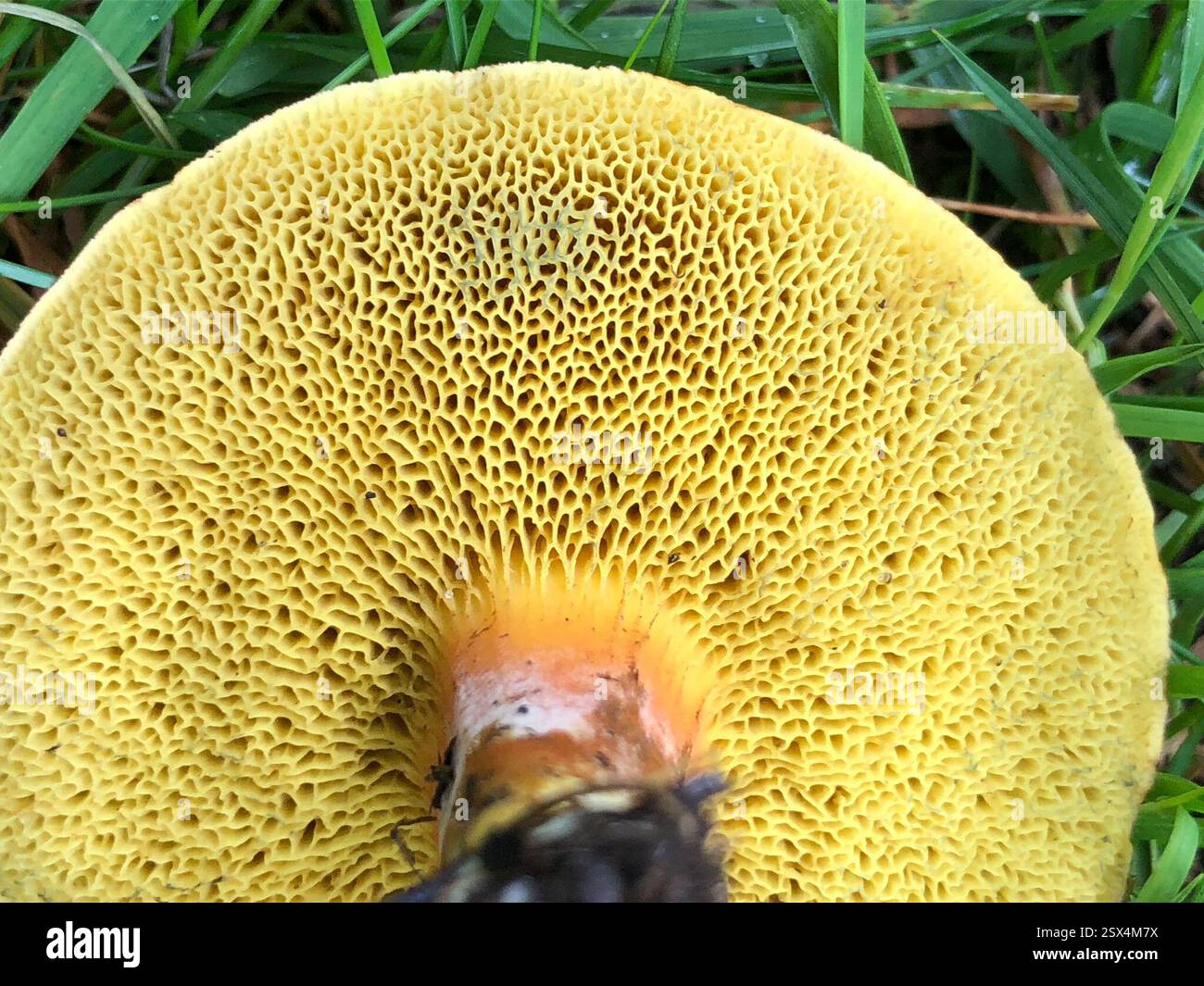 Ruby Bolete (Hortiboletus rubellus), Fungi, Sixth St, Cambridge, MA, US ...