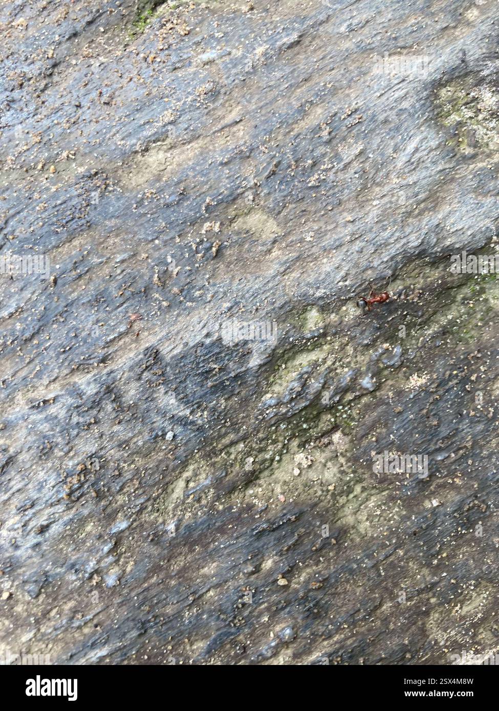 Slave-raider Field and Mound Ants (Formica sanguinea), Insecta, Great ...