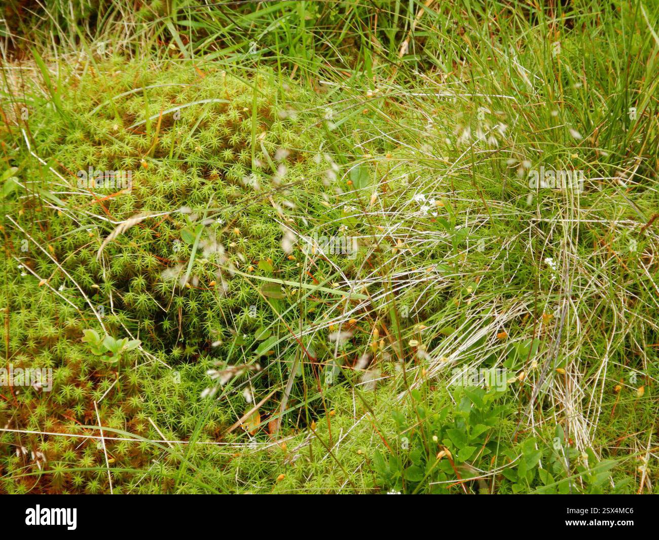 Common Haircap Moss (Polytrichum commune), Plantae, Angus Council, UK ...