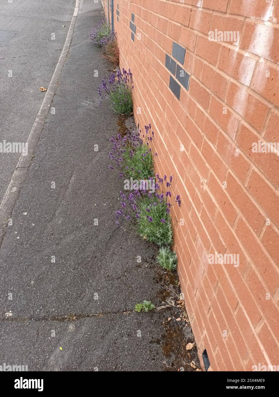 Common Lavender (Lavandula angustifolia), Plantae, Brierley Hill, UK ...