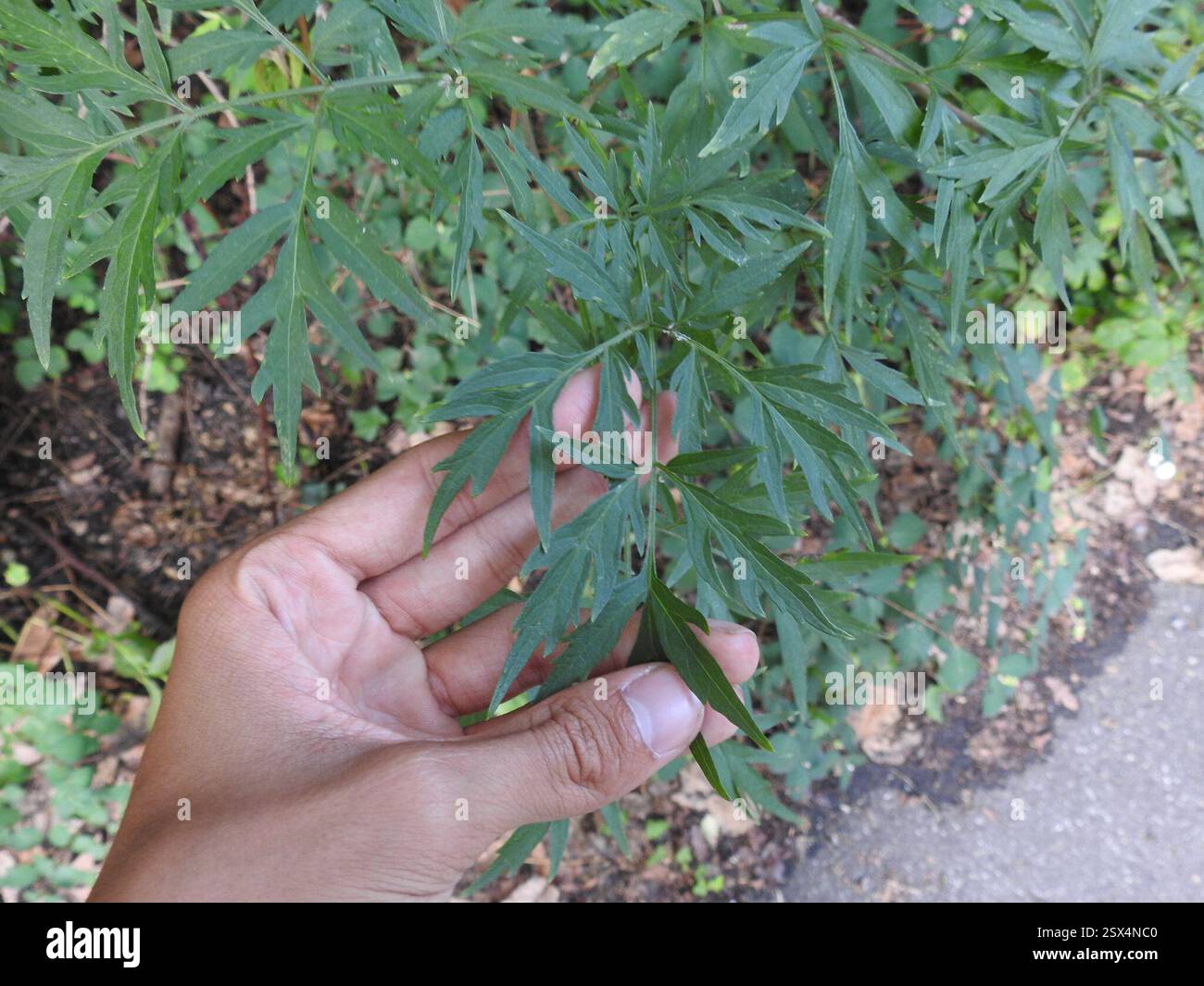 plants (Plantae), Plantae, Neckarau, 68199 Mannheim, Germany Stock ...